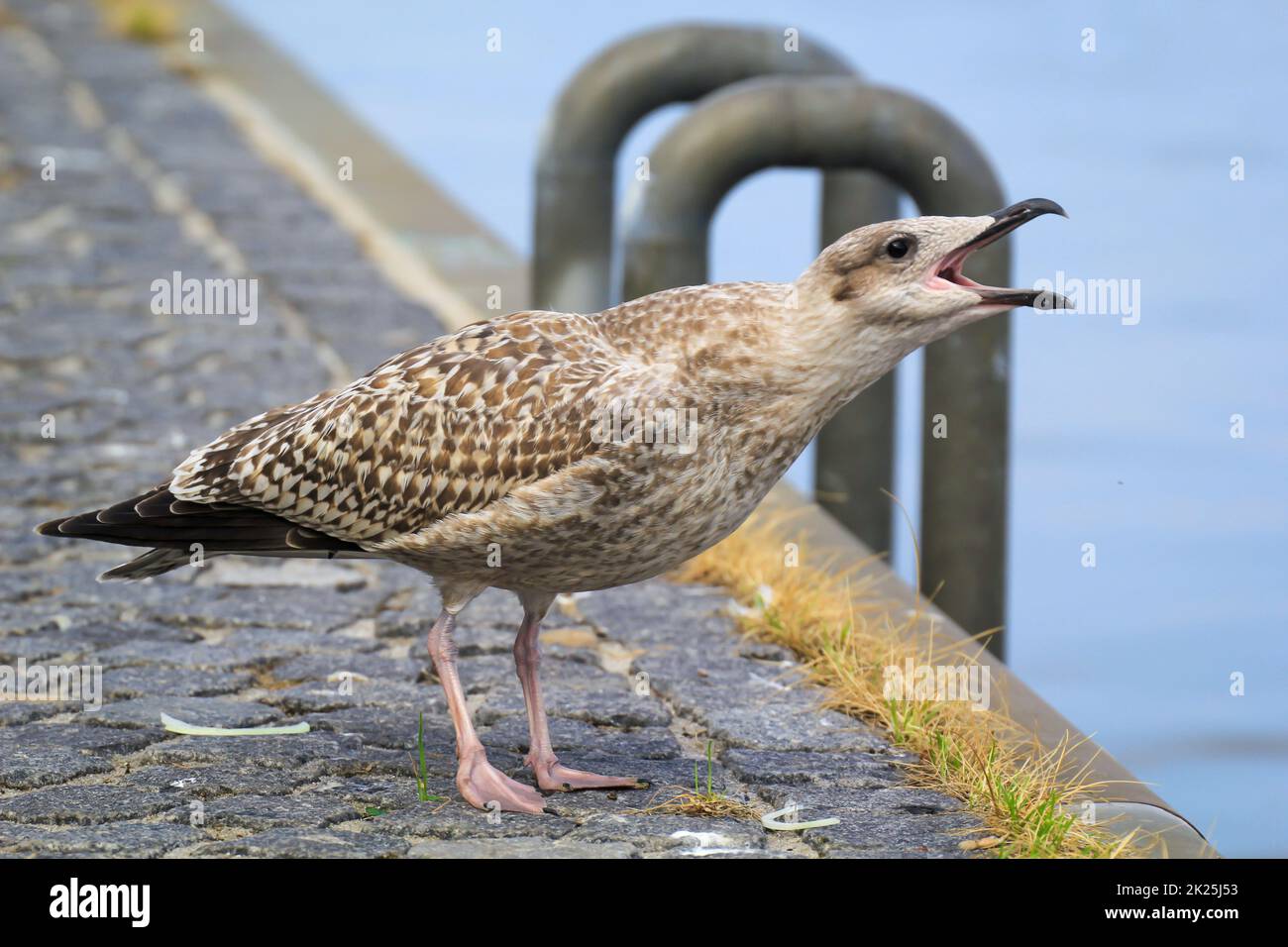 Portrait of a great black-backed gull, seagull on the Baltic Sea Stock ...