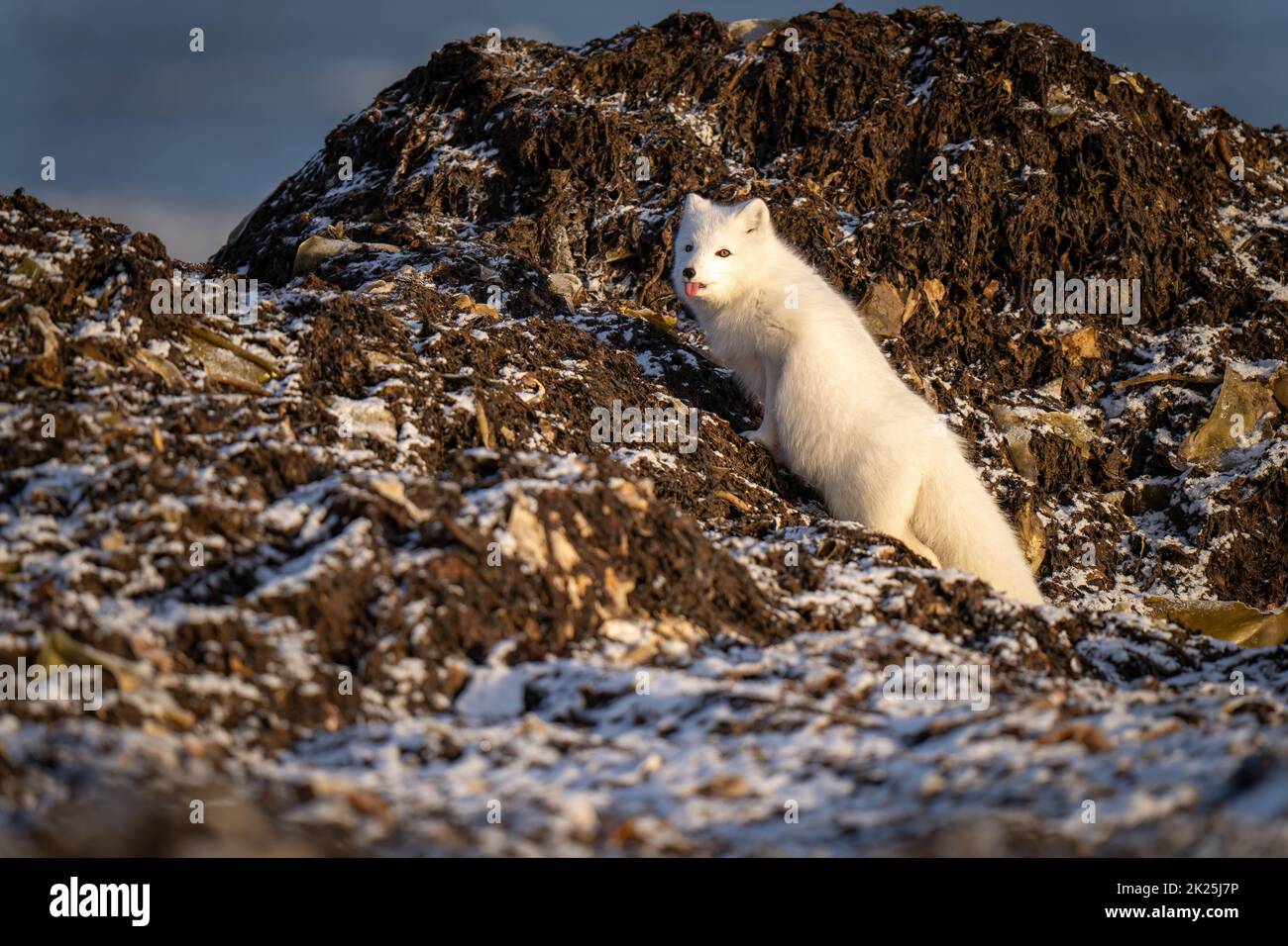 Arctic fox climbs rocks sticking tongue out Stock Photo - Alamy