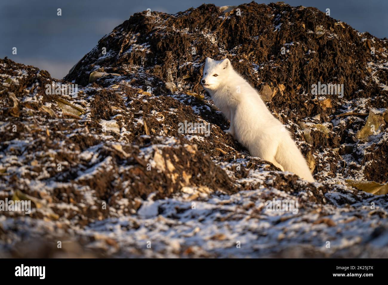 Arctic fox climbs rocky tundra on shoreline Stock Photo - Alamy