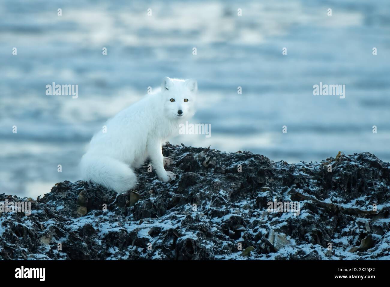 Arctic fox sits on rocks eyeing camera Stock Photo - Alamy