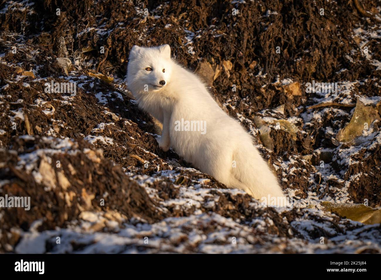 Tundra fox hi-res stock photography and images - Alamy