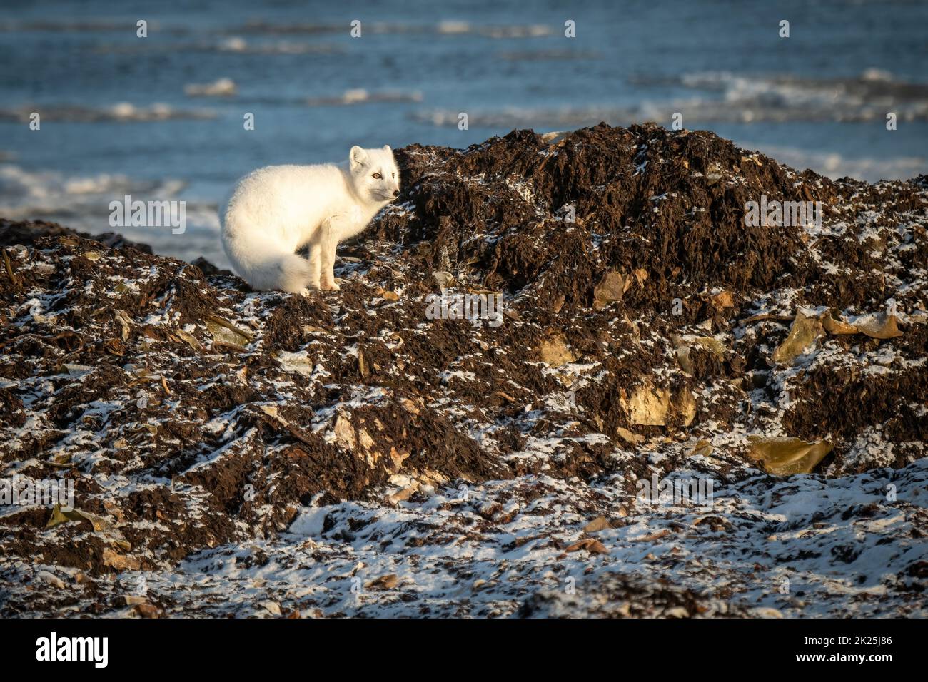 Arctic fox stands on rocks beside sea Stock Photo - Alamy