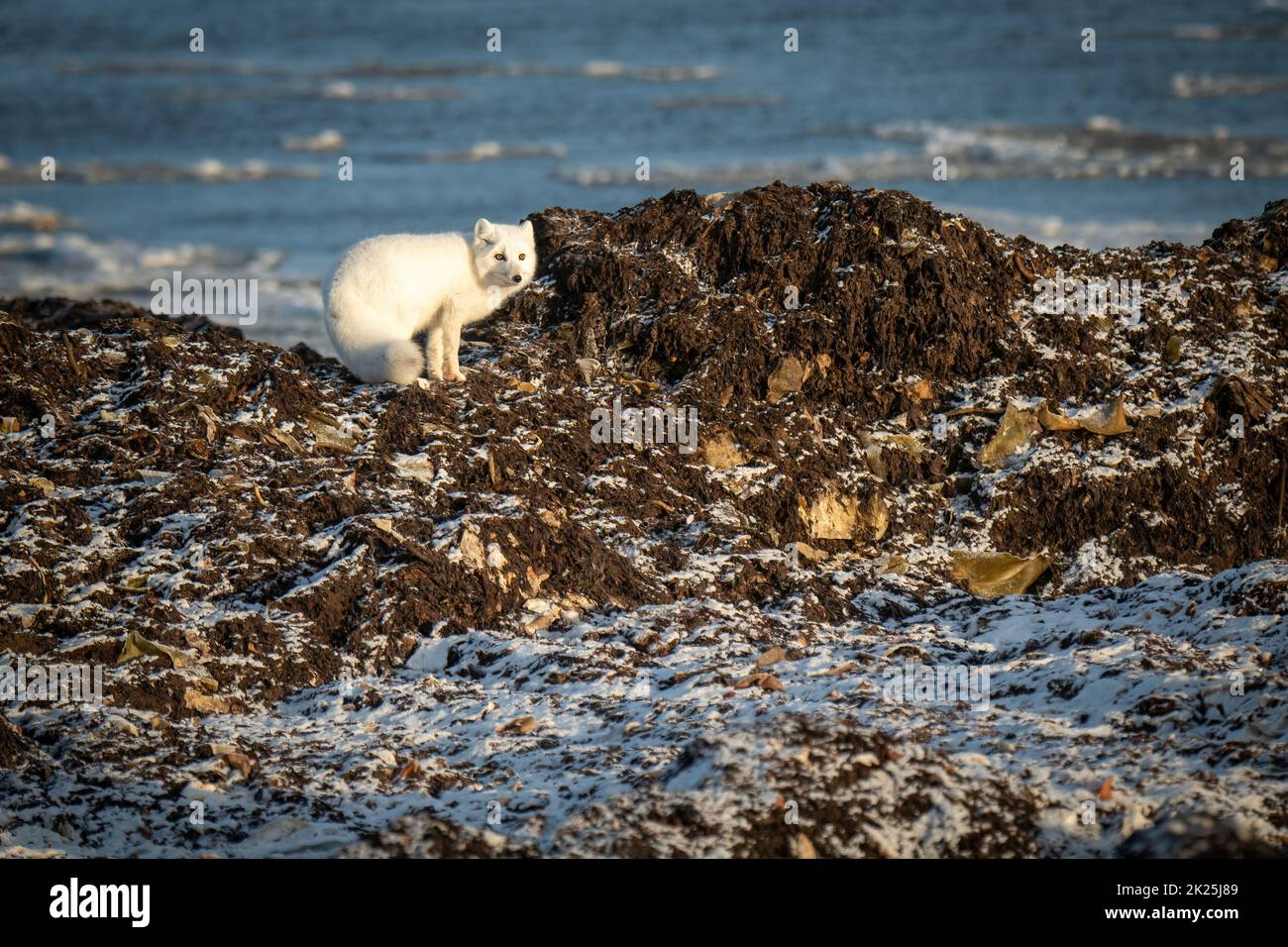 Arctic fox stands on rocks beside bay Stock Photo - Alamy