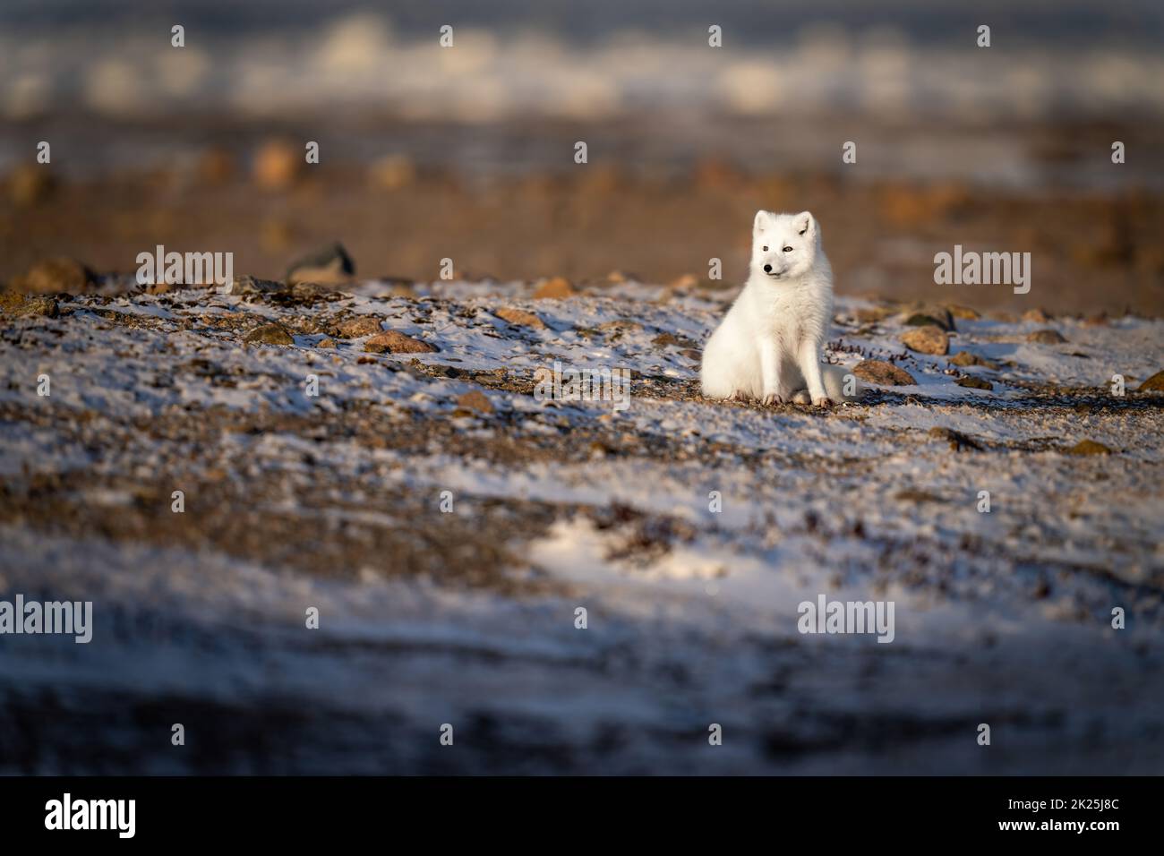 Arctic fox sits on rocky tundra turning head Stock Photo - Alamy