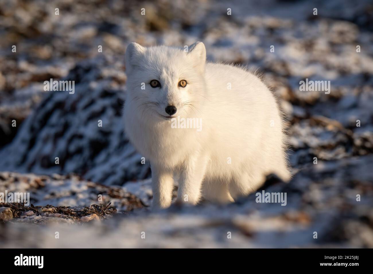 Arctic fox stands on tundra turning head Stock Photo - Alamy