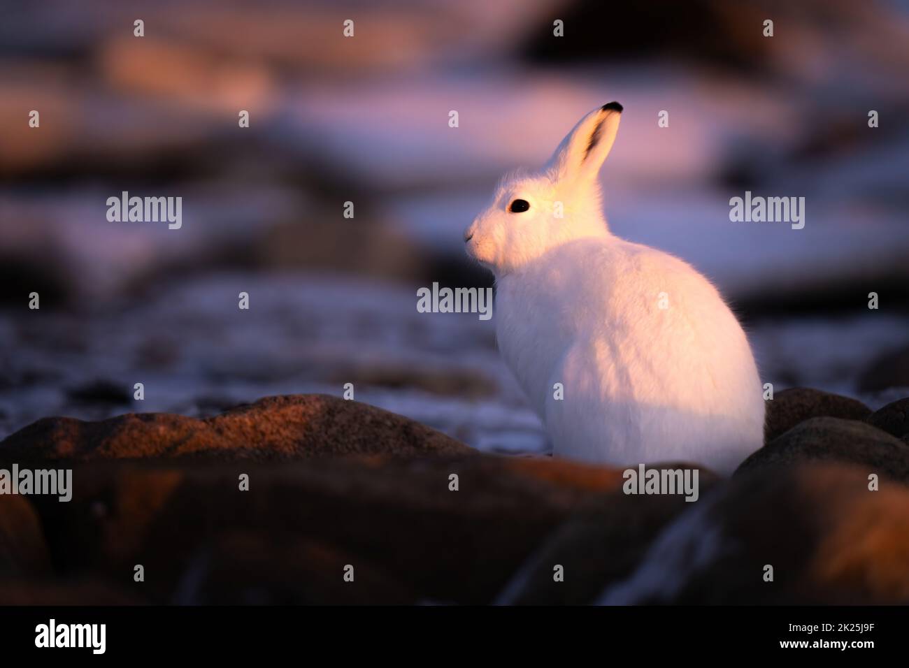Arctic hare sitting hi-res stock photography and images - Alamy