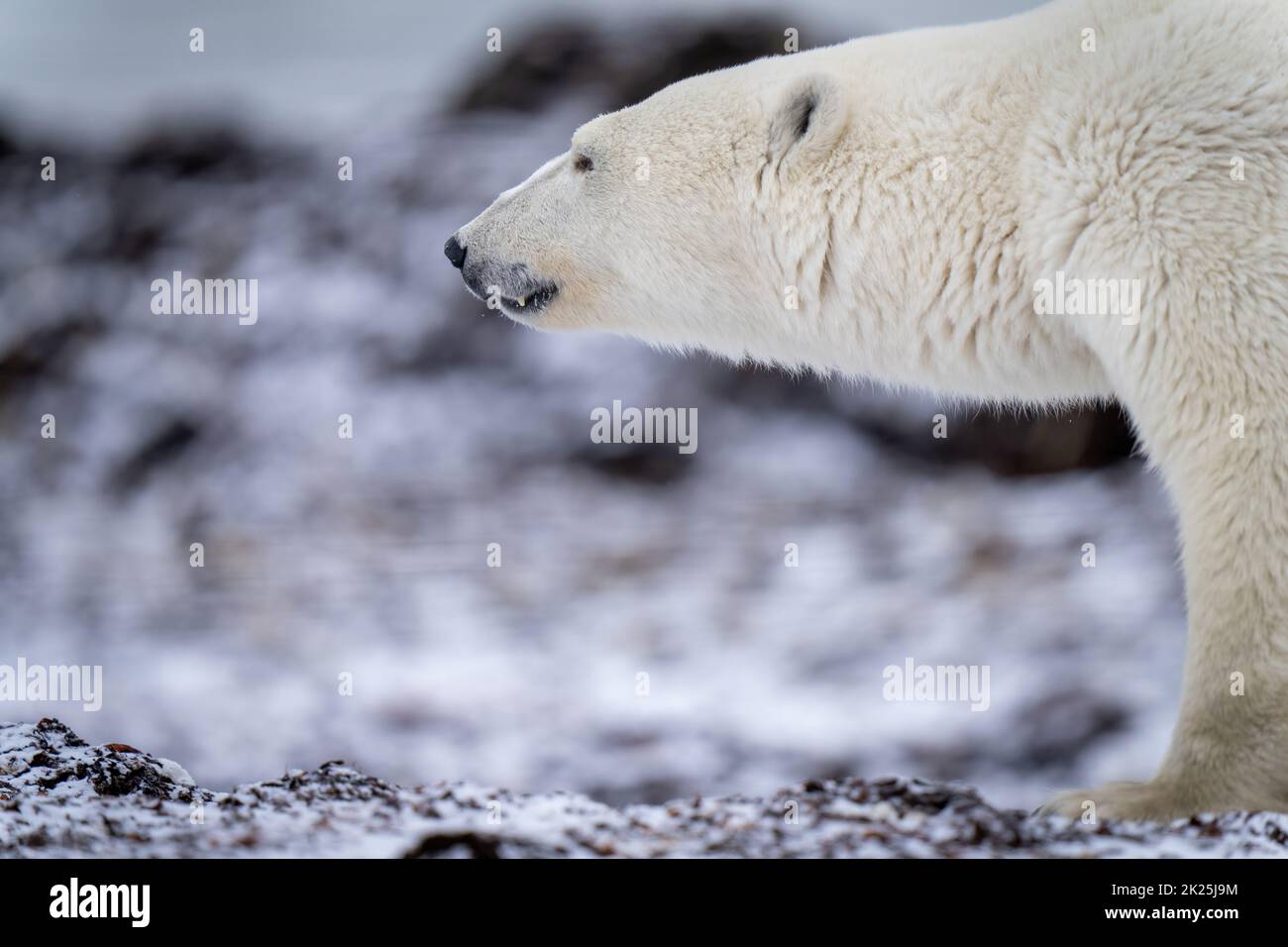 Head and leg hi-res stock photography and images - Alamy
