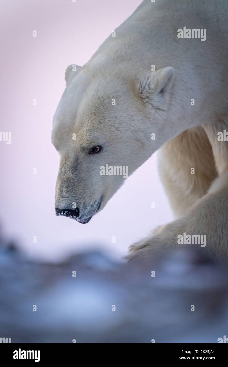 Bear nose hi-res stock photography and images - Alamy