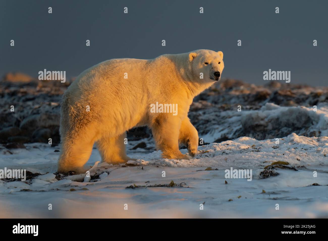 Male polar bear crosses tundra at sunset Stock Photo - Alamy