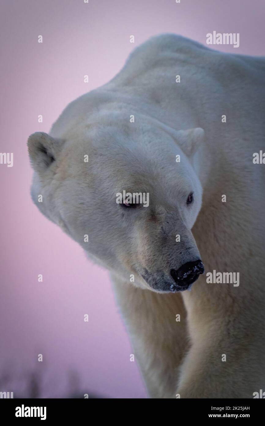 Close-up of polar bear turning head right Stock Photo - Alamy