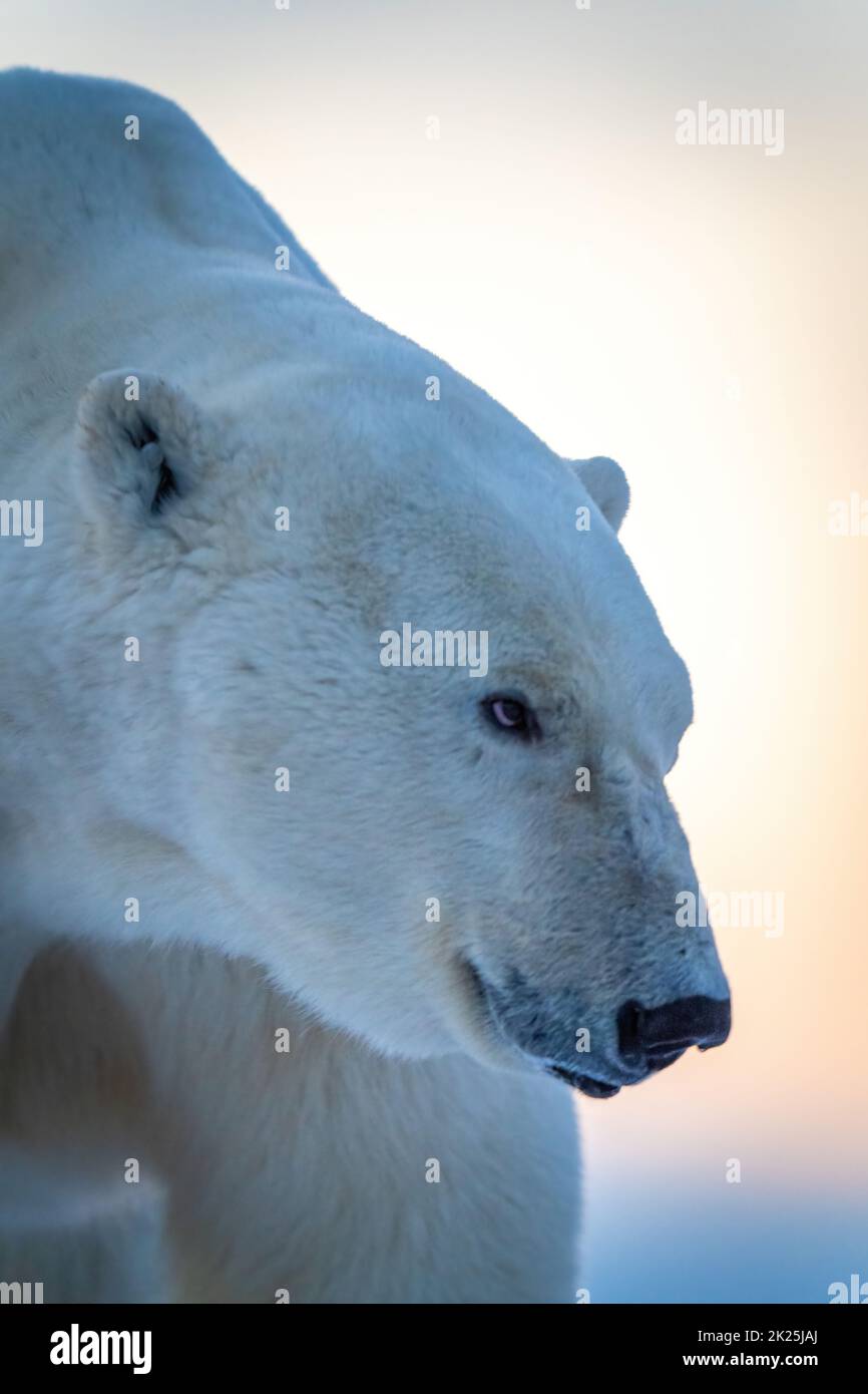 Lowering head hi-res stock photography and images - Alamy