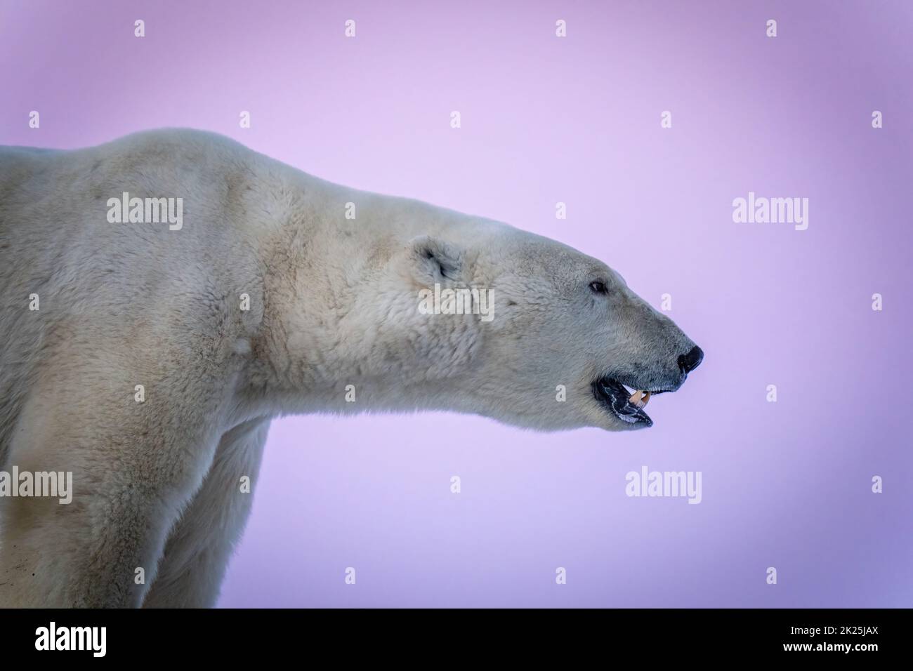 Polar bear with open mouth hi-res stock photography and images - Alamy