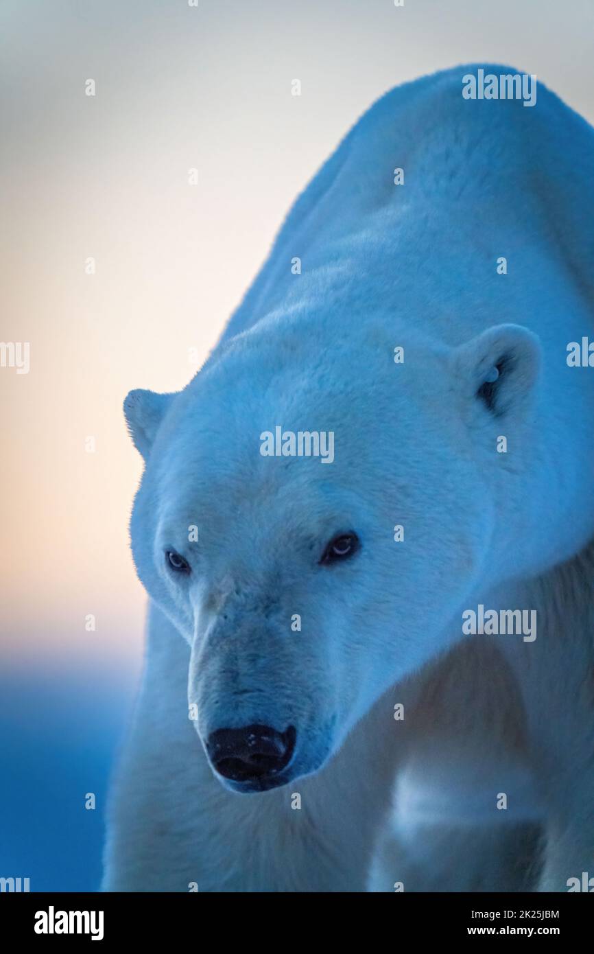 Head lowered hi-res stock photography and images - Alamy