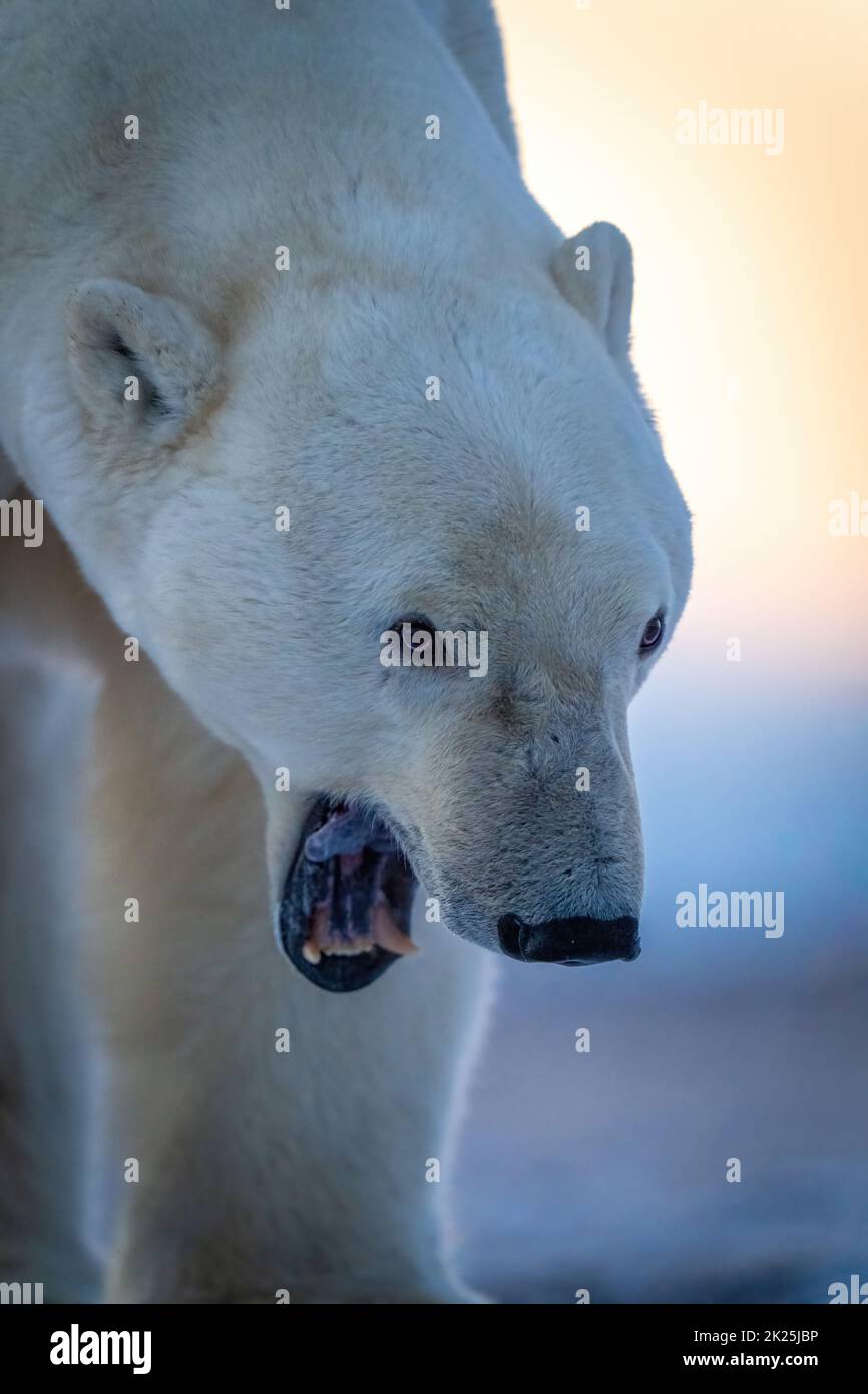 Close-up of polar bear opening mouth wide Stock Photo - Alamy