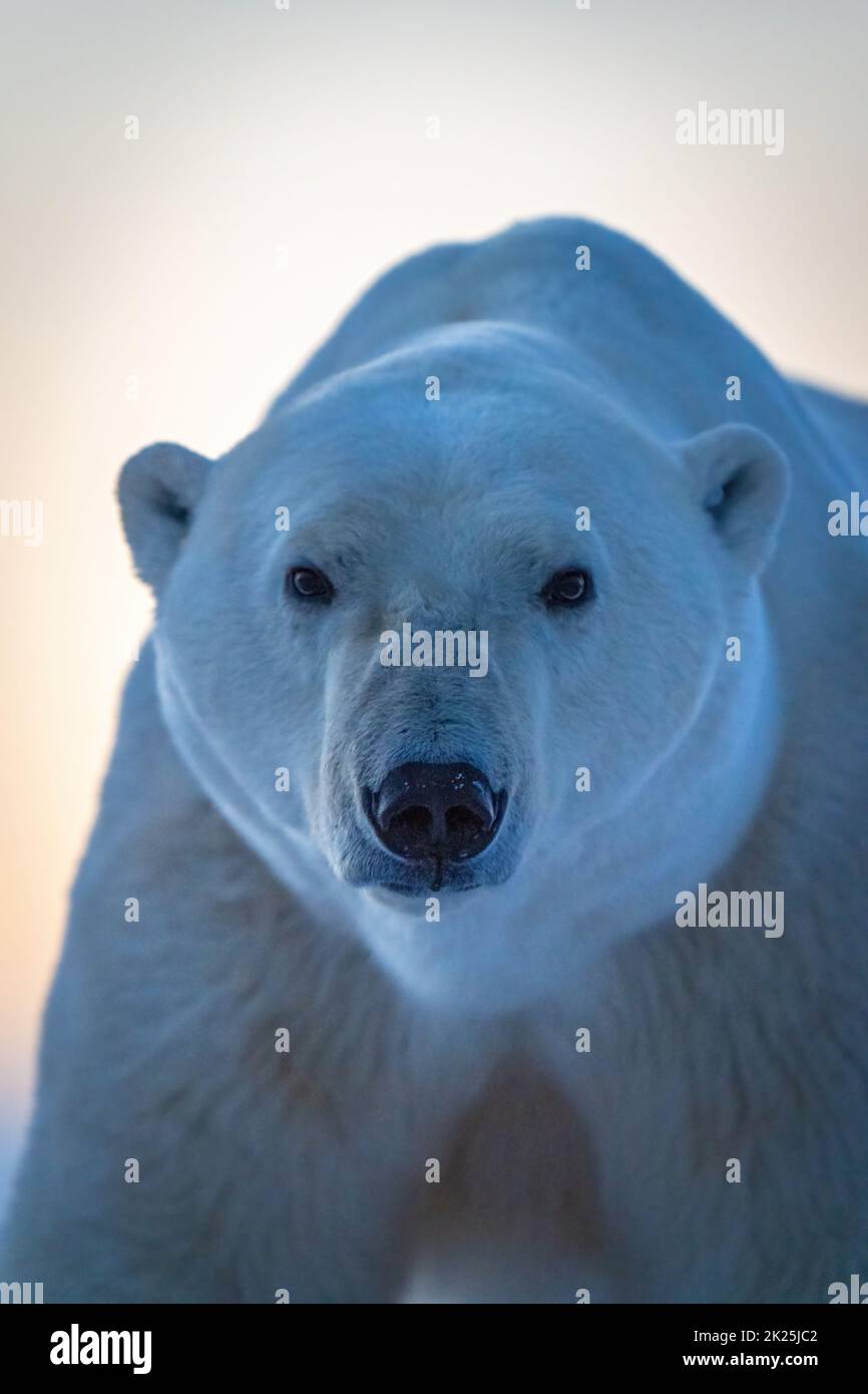 Close-up of polar bear staring at camera Stock Photo - Alamy