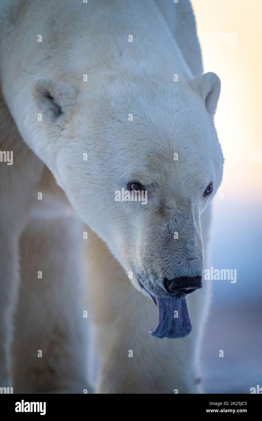 Lolling tongue hi-res stock photography and images - Alamy