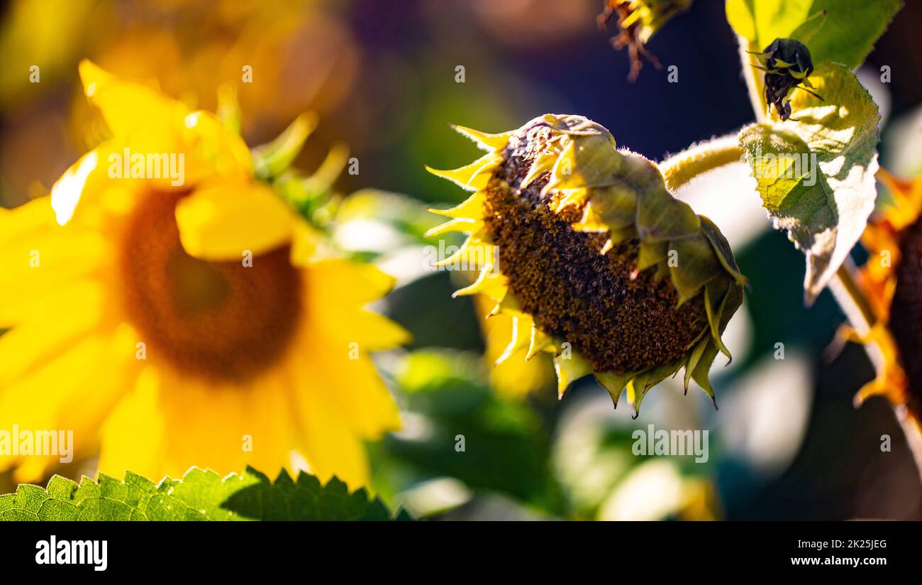 Wilting sunflower hi-res stock photography and images - Alamy