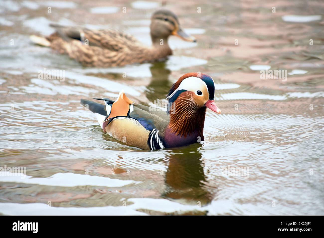 Mandarin duck in a lake hi-res stock photography and images - Alamy