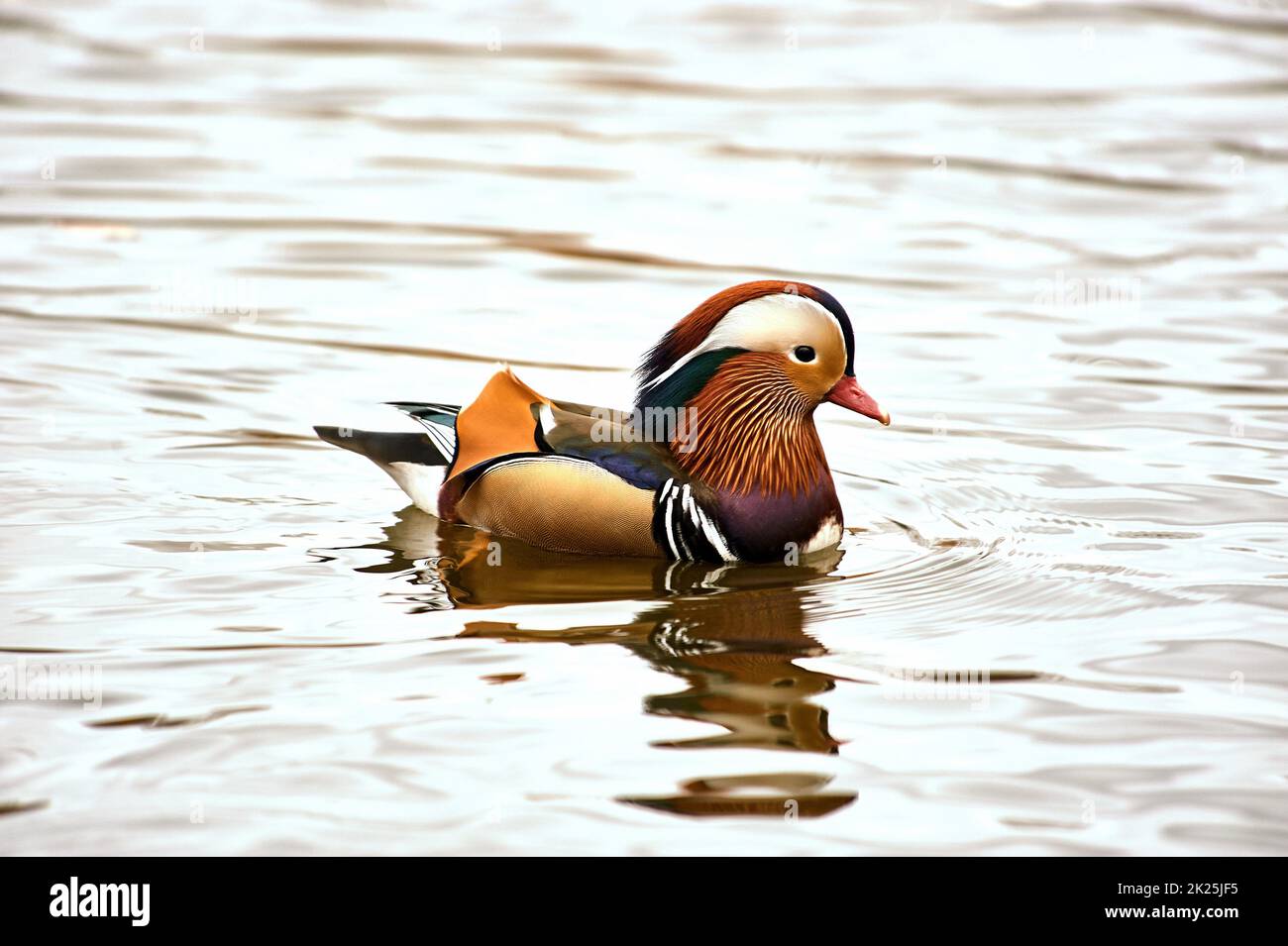 Mandarin duck swimming in a pond Stock Photo - Alamy