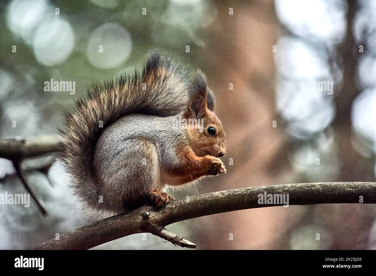 Cute squirrel eating on branch hi-res stock photography and images - Alamy