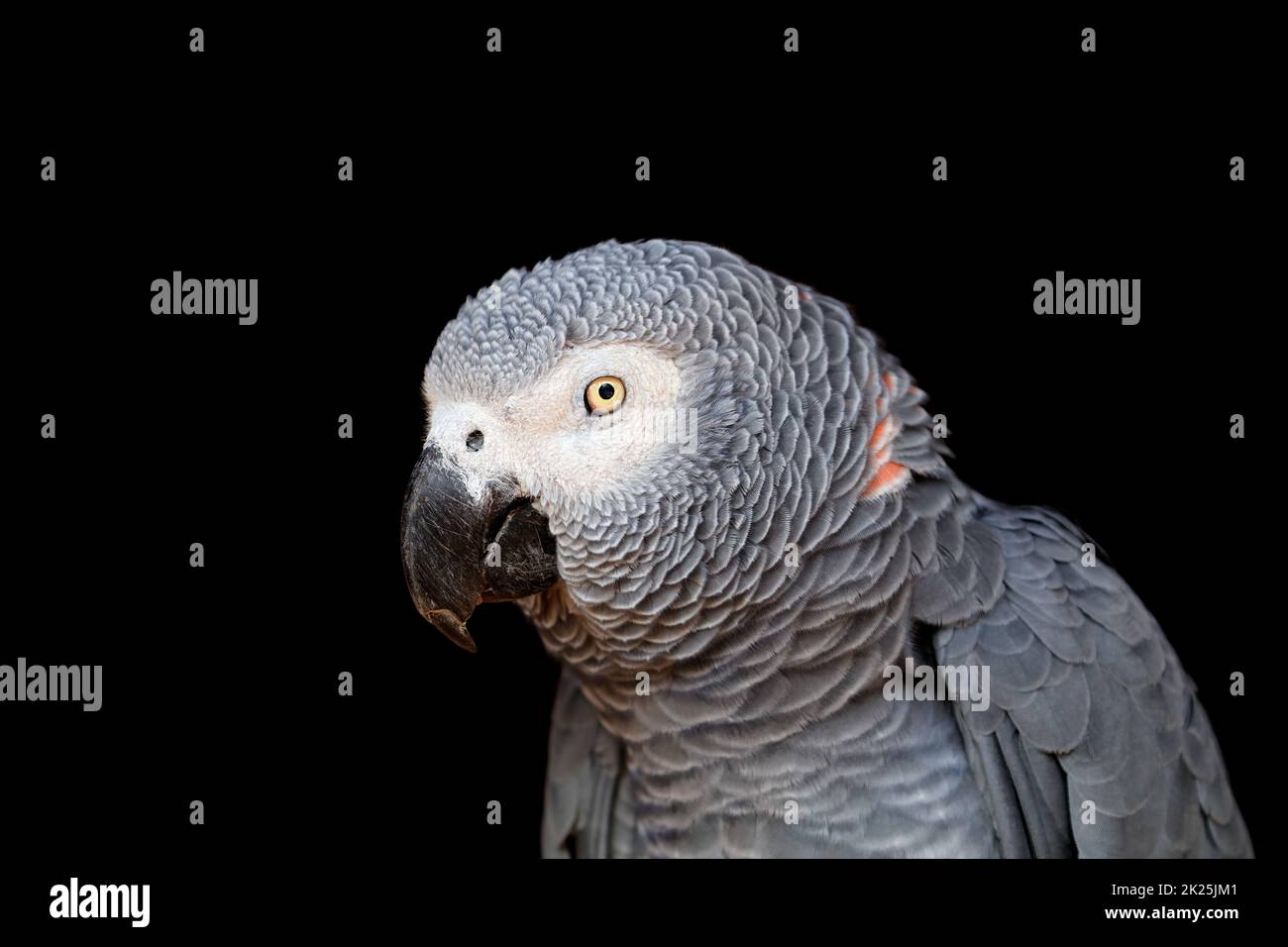 African grey parrot portrait Stock Photo - Alamy
