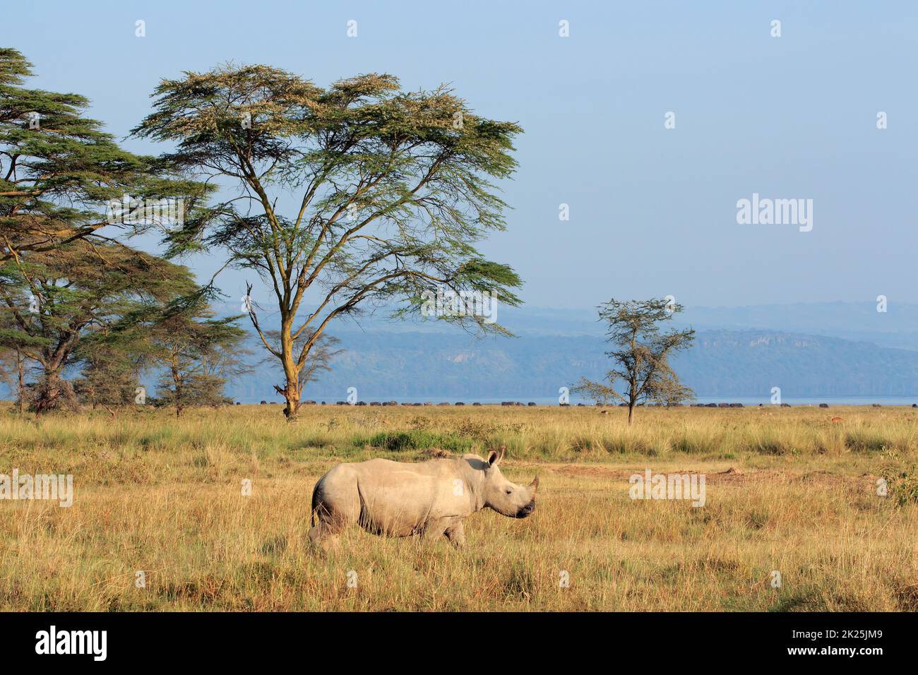 Rhinoceros habitat park hi-res stock photography and images - Alamy