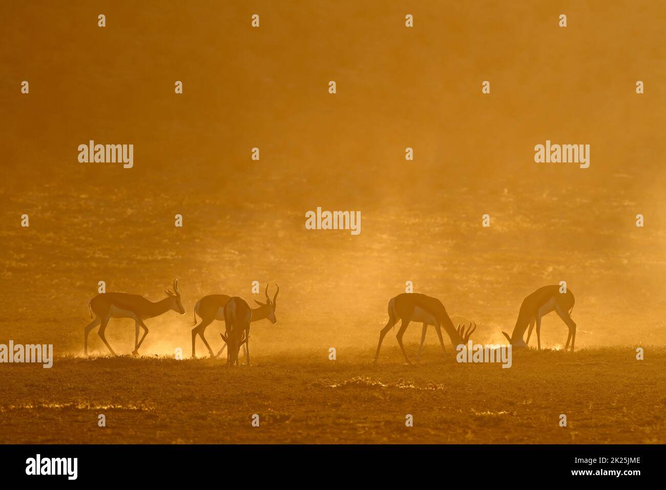 Springbok fighting hi-res stock photography and images - Alamy