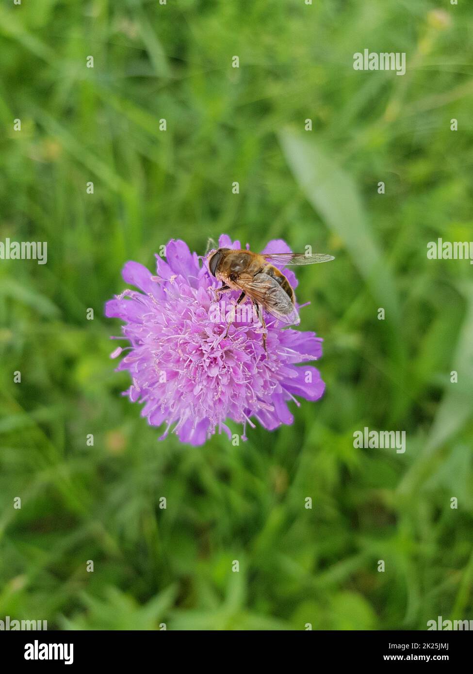 Under the flower hi-res stock photography and images - Alamy