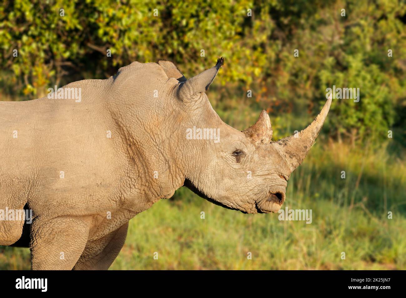 A white rhinoceros hi-res stock photography and images - Alamy