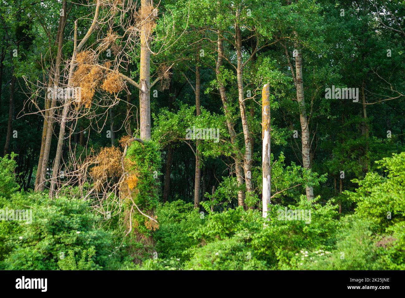 Low angle shot of green-leaved trees under the sunlight Stock Photo - Alamy