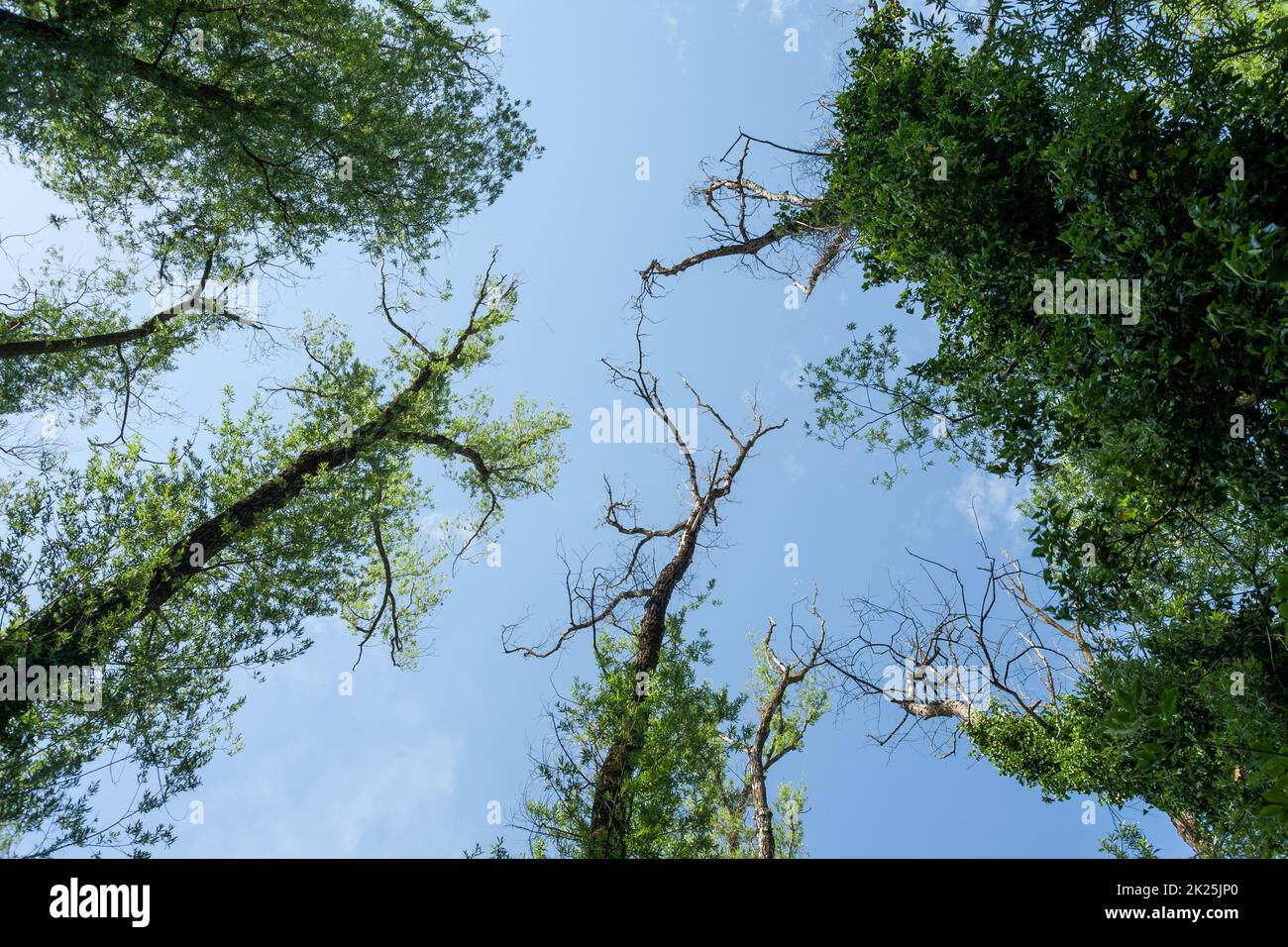 Vertical shot trees green hi-res stock photography and images - Alamy