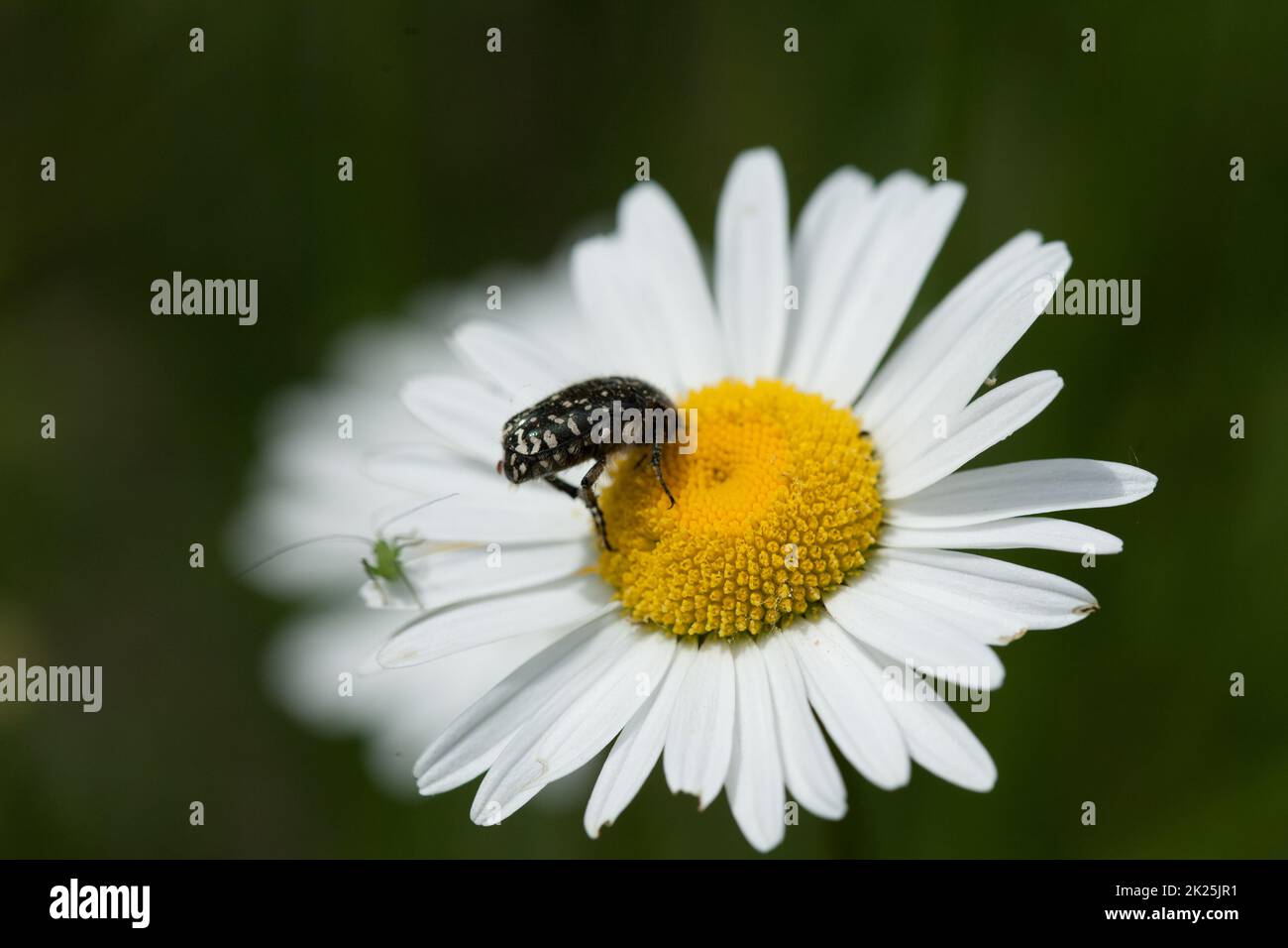 Insect under flower hi-res stock photography and images - Alamy