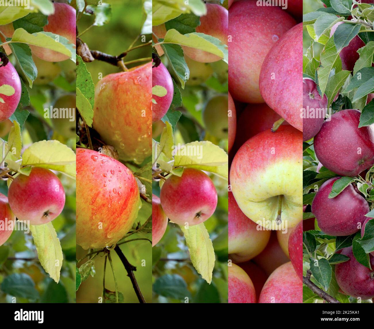 Collage from autumn leaves hi-res stock photography and images - Alamy