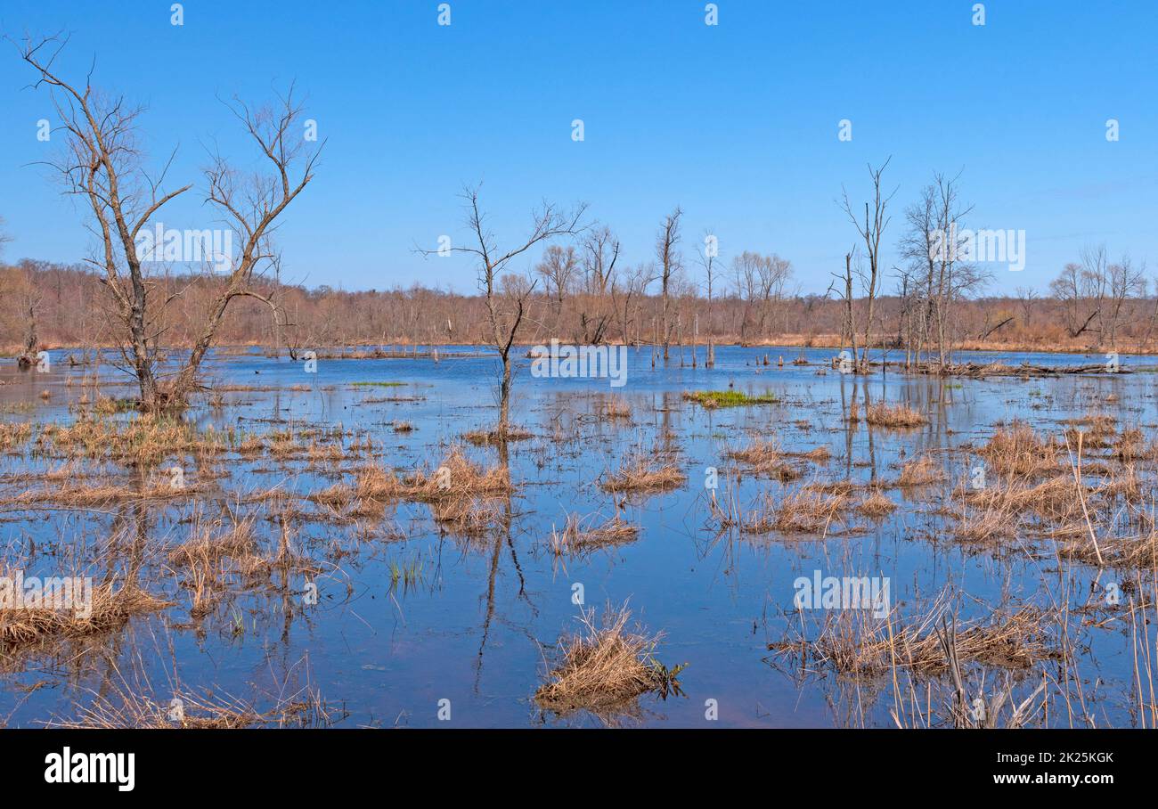 Wetland Pond on an Early Spring Morning Stock Photo - Alamy