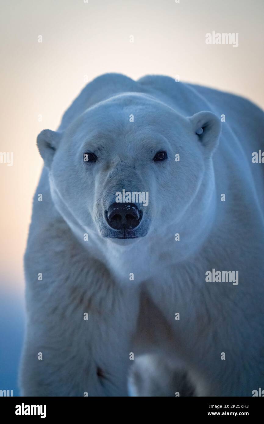 Bear looking hi-res stock photography and images - Alamy