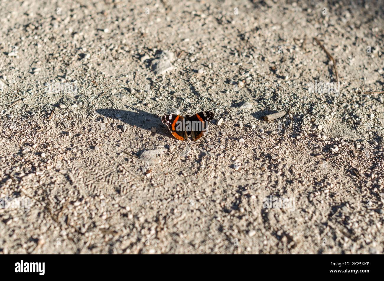 Colorful wings of butterfly hi-res stock photography and images - Alamy