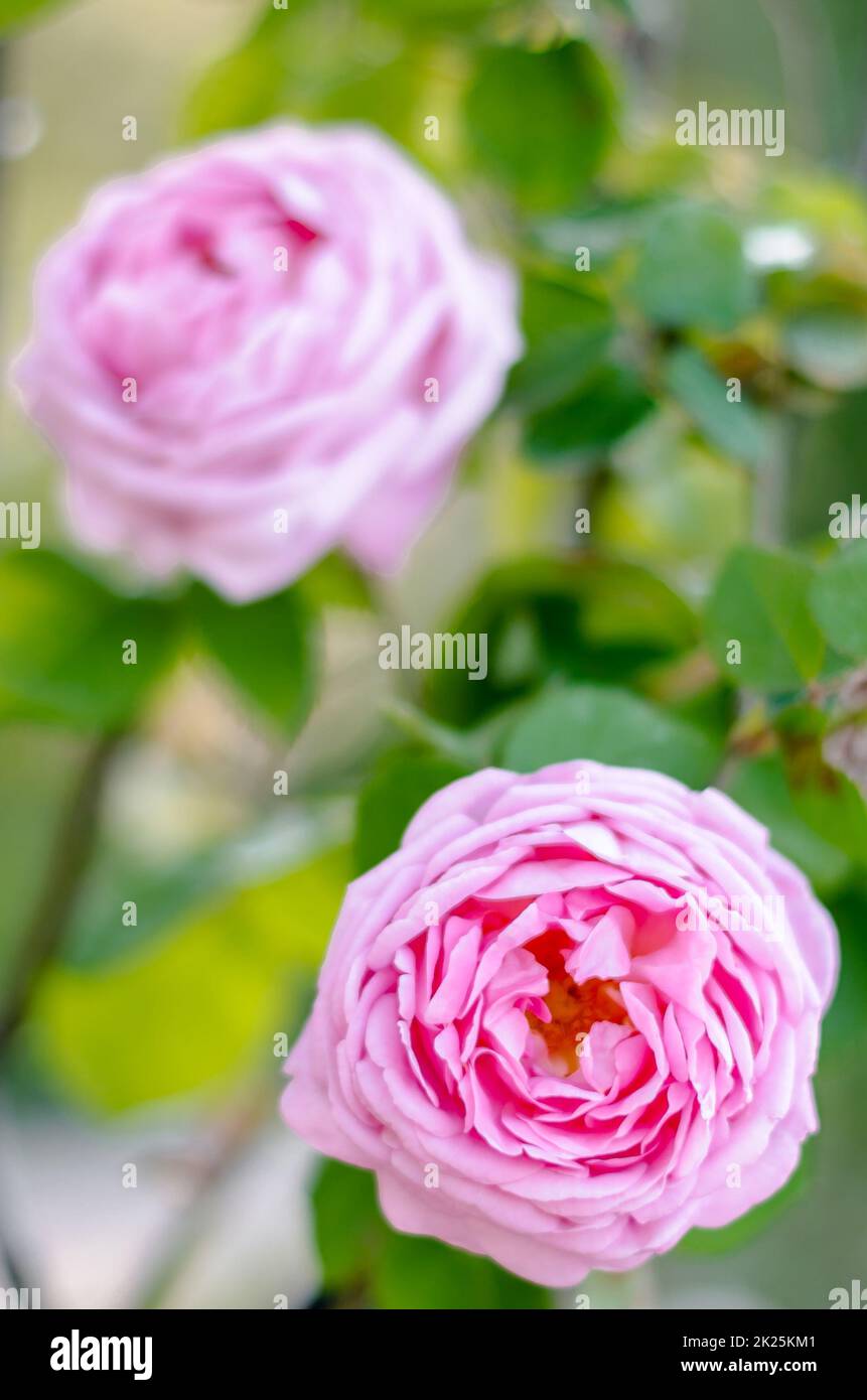 Beautiful pink roses blossom in hi-res stock photography and images - Alamy