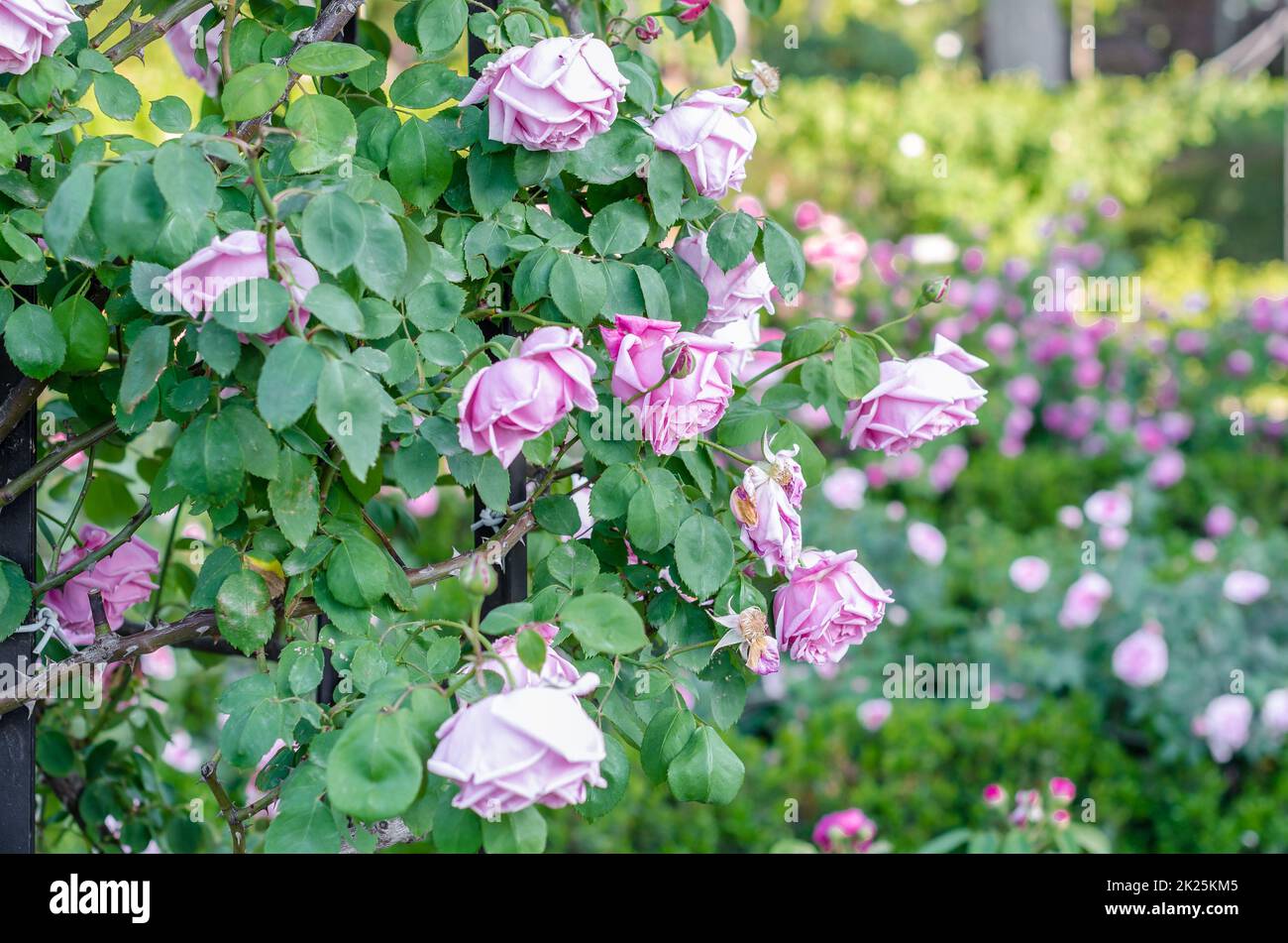 Beautiful pink roses blossom in hi-res stock photography and images - Alamy
