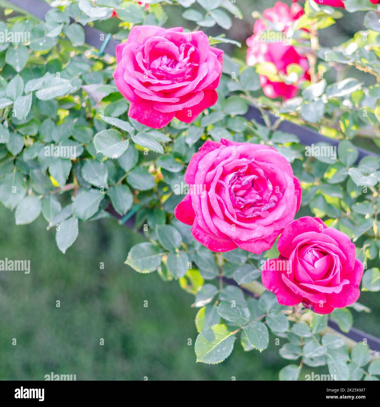Pink roses in blossom Stock Photo - Alamy