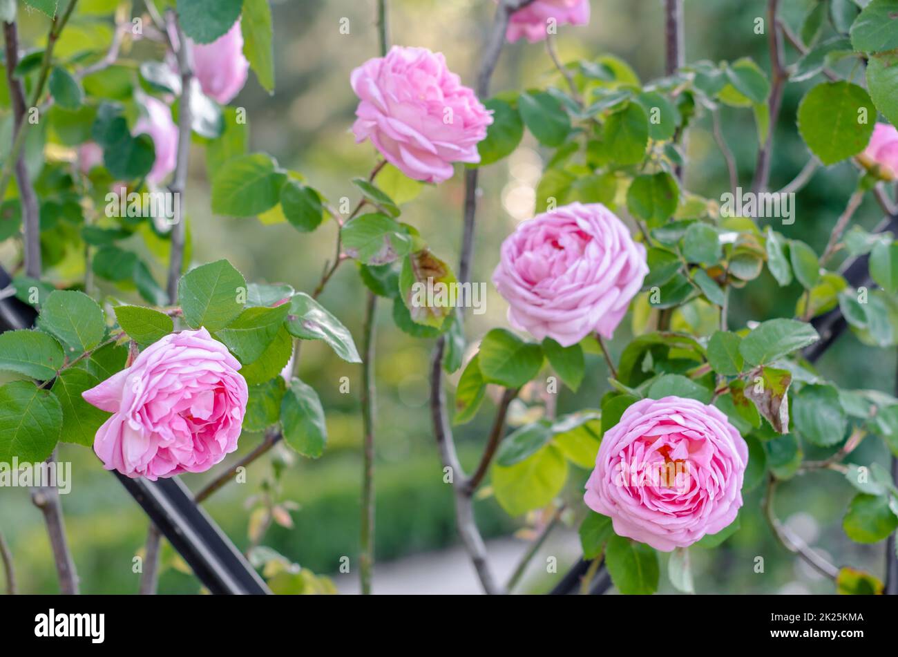 Beautiful pink roses blossom in hi-res stock photography and images - Alamy