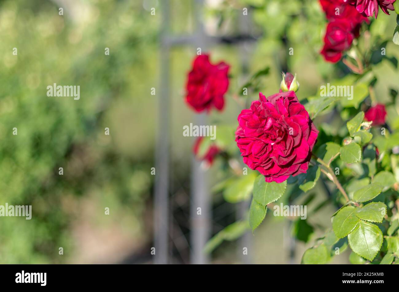 Red roses in blossom Stock Photo - Alamy