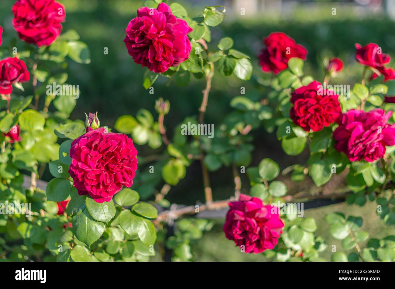 Red roses in blossom Stock Photo - Alamy