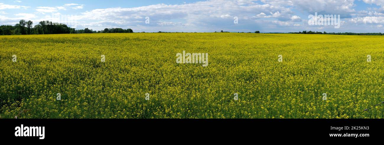 Vast field with yellow flowers and a cloudy sky Stock Photo - Alamy