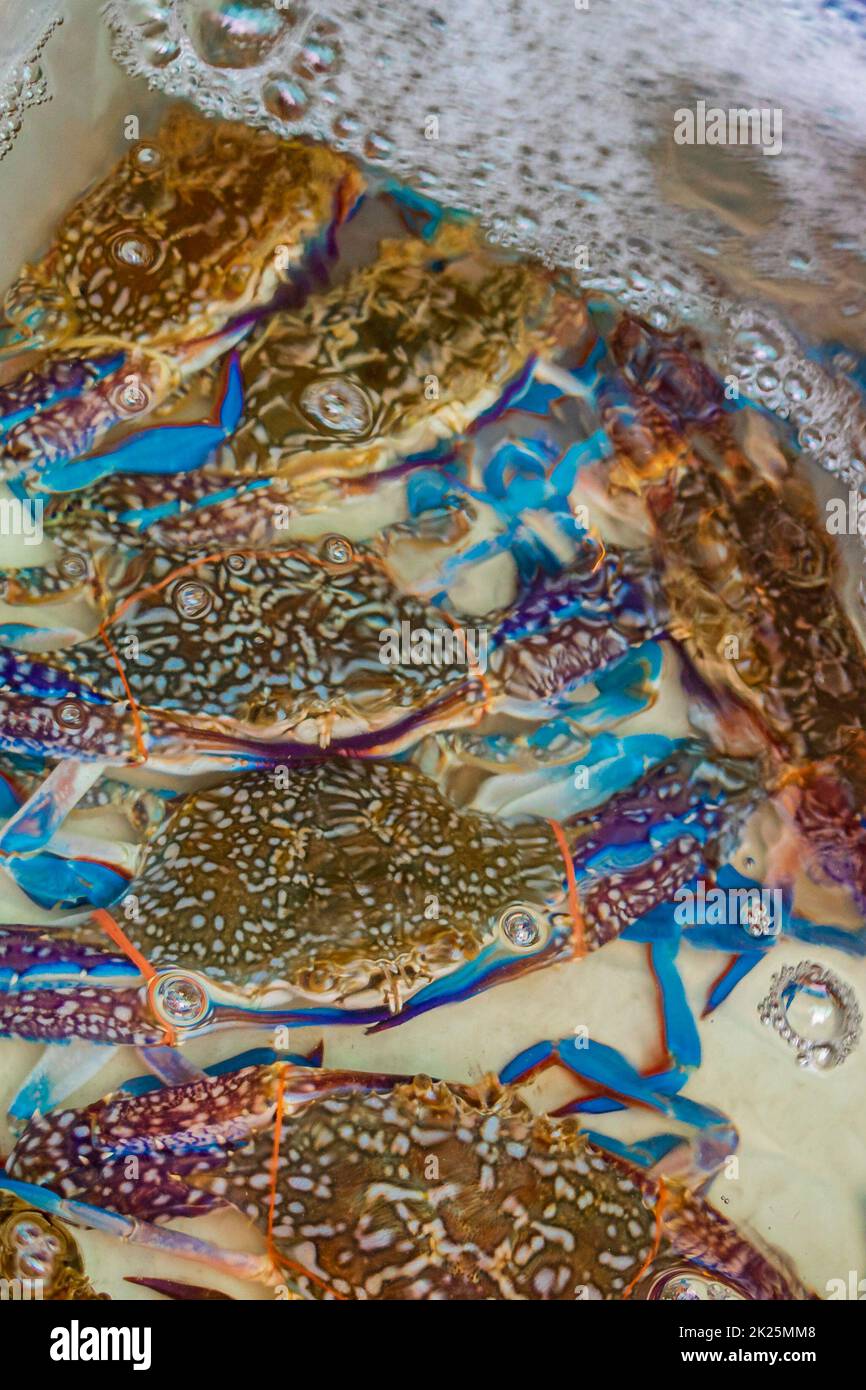 Seafood live crabs shellfish crustaceans Thai market China Town Bangkok ...