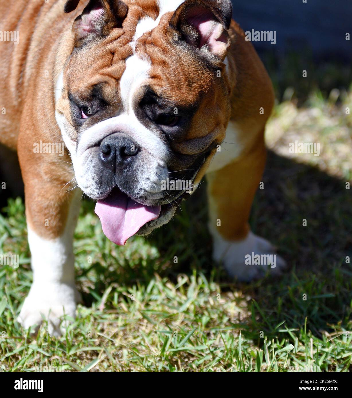 American breed hi-res stock photography and images - Alamy