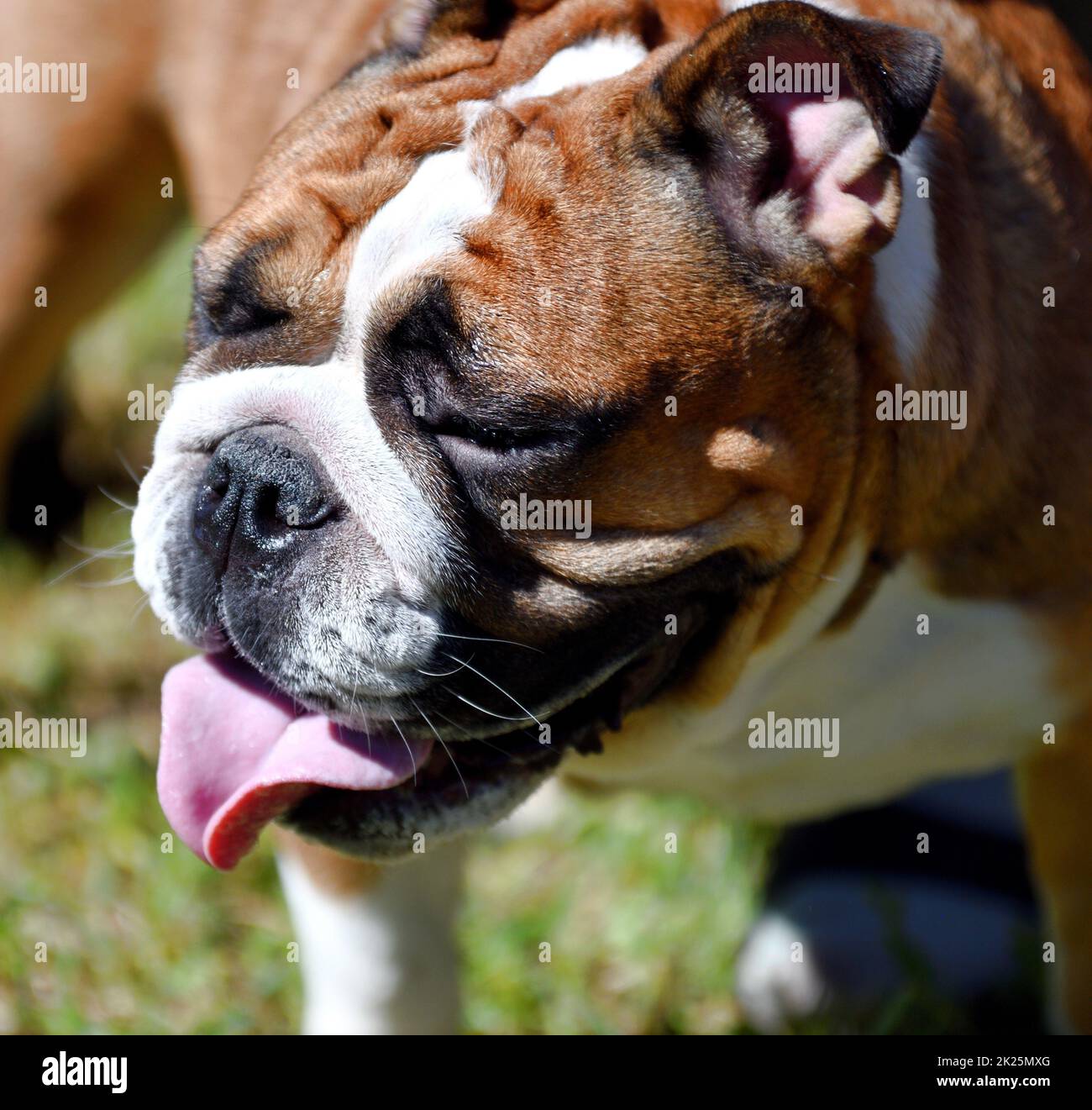 American breed hi-res stock photography and images - Alamy
