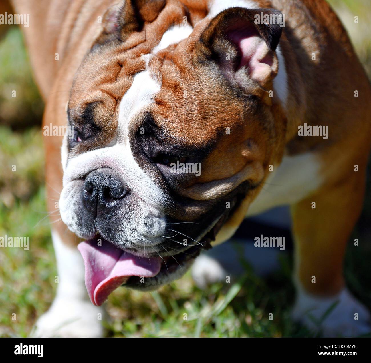 Purebred american bulldog hi-res stock photography and images - Alamy