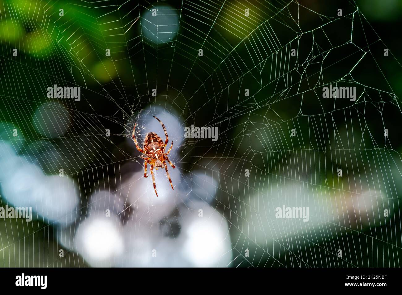 Garden spider in its web Stock Photo - Alamy
