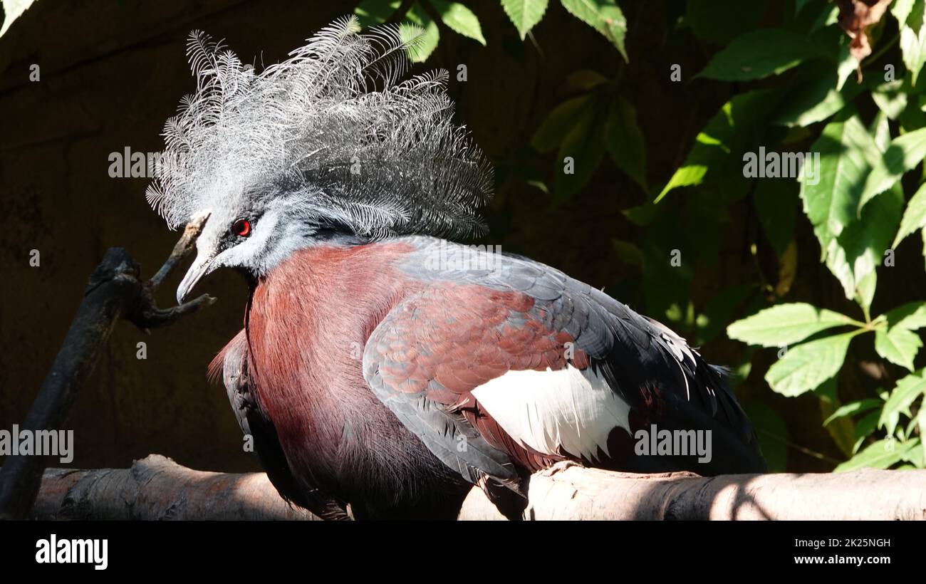 Sclater's crowned pigeon (Goura sclaterii Stock Photo - Alamy