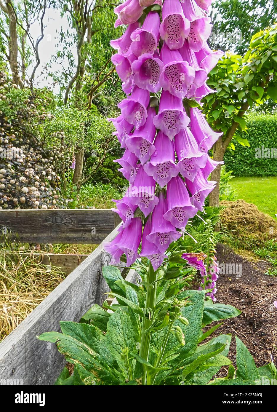 Blooming foxglove stands at the compost in the garden Stock Photo - Alamy